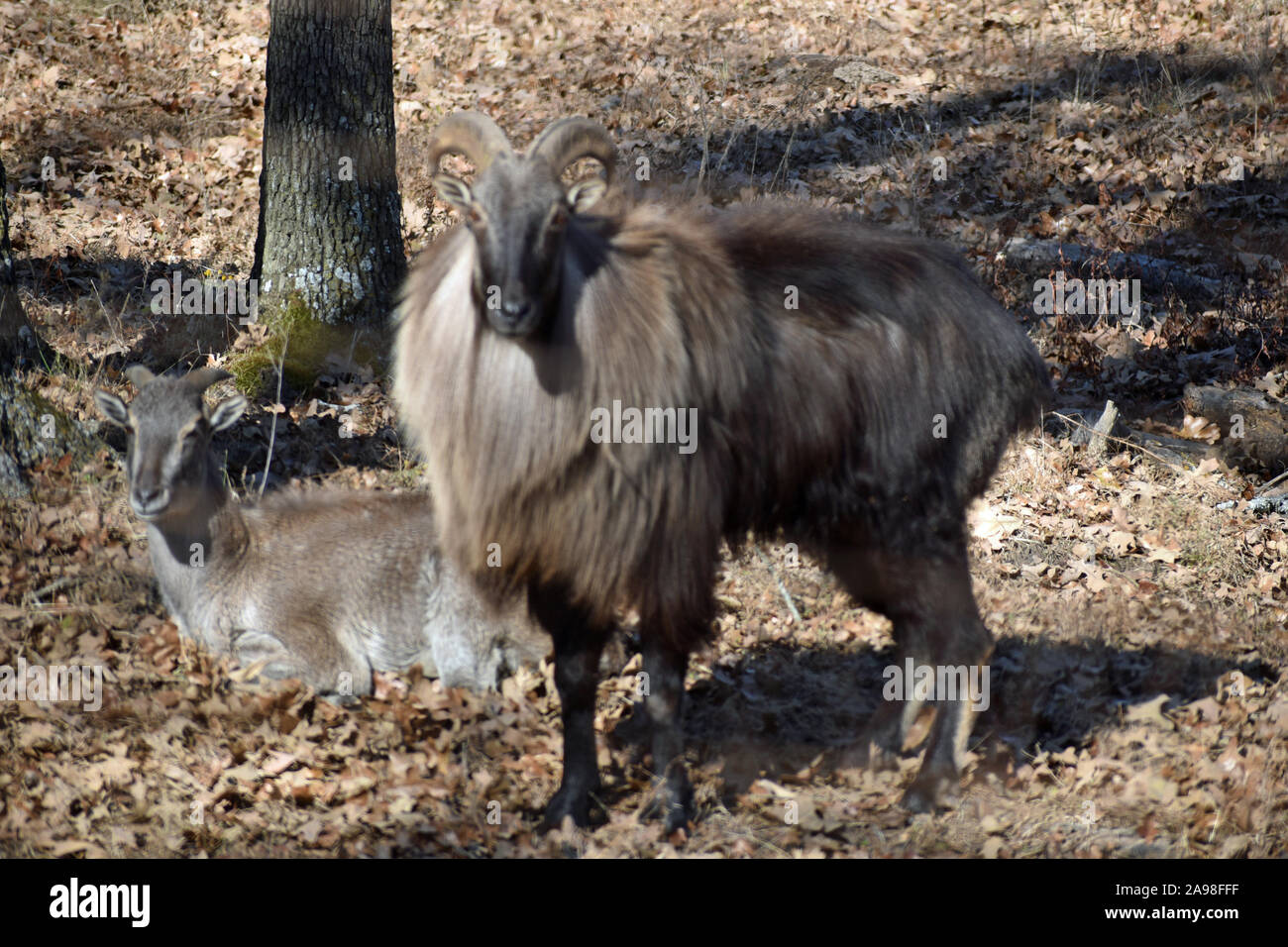 Woolaroc ranch hi-res stock photography and images - Alamy