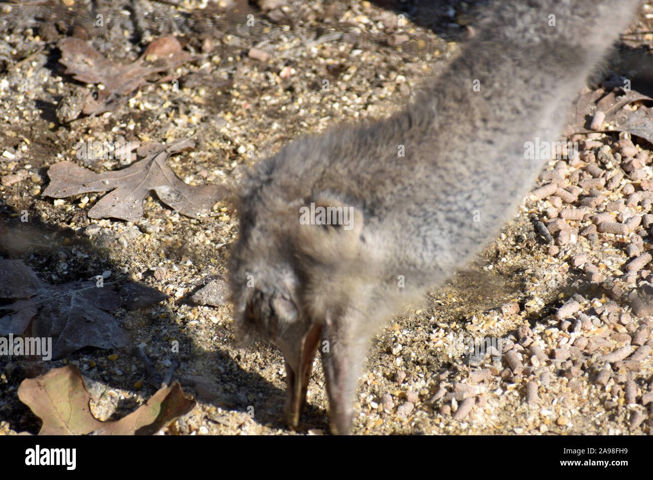 Run down zoo hi-res stock photography and images - Alamy
