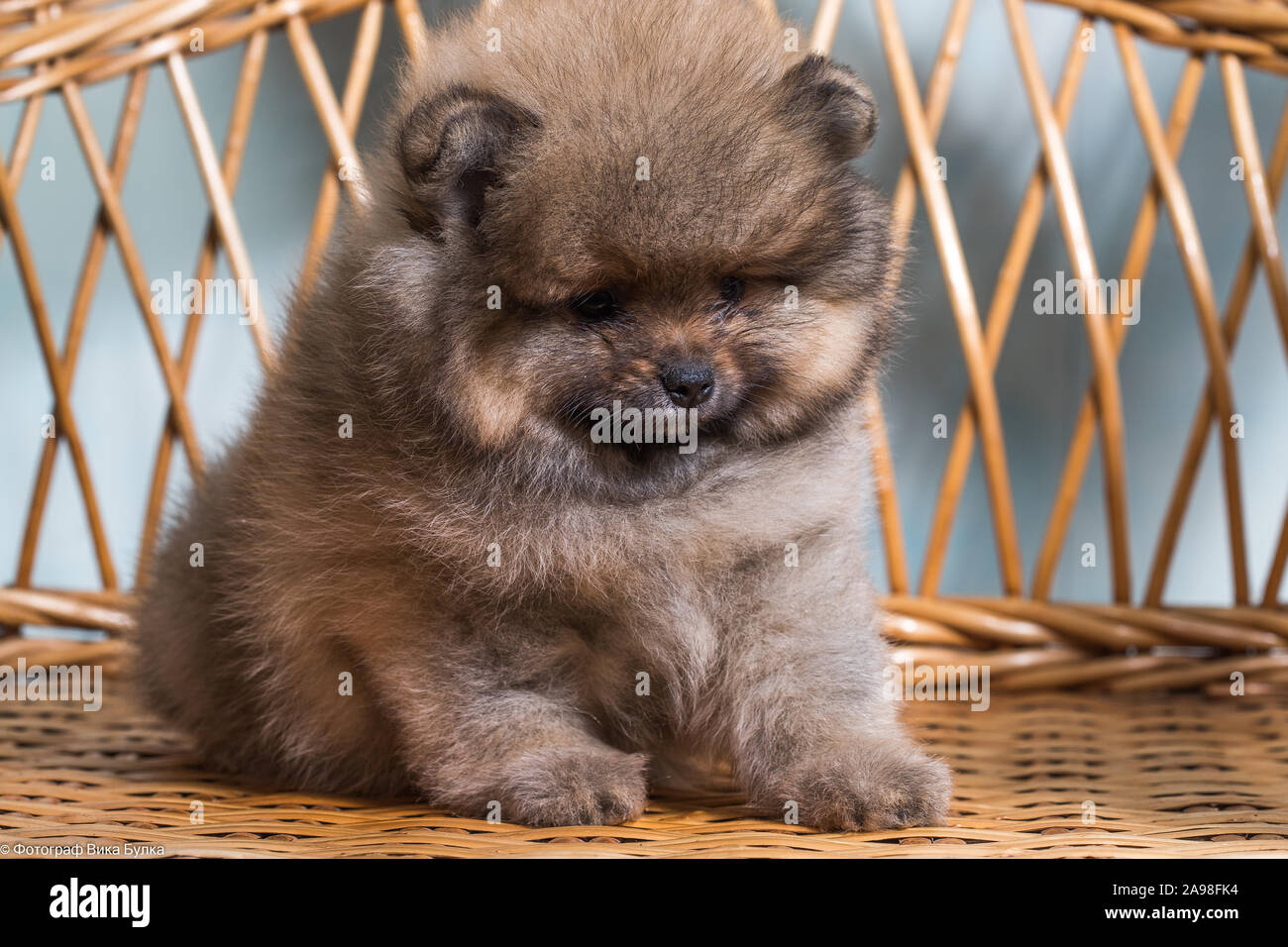 Sad puppy. Cute puppy of miniature Pomeranian Spitz Zwergspitz or Dwarf ...
