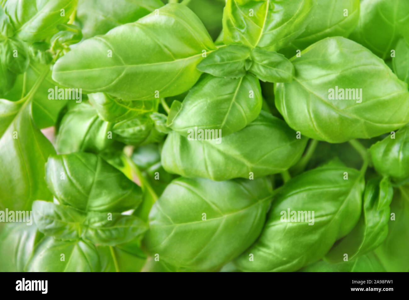 Fresh Basil Leaves Stock Photo - Alamy