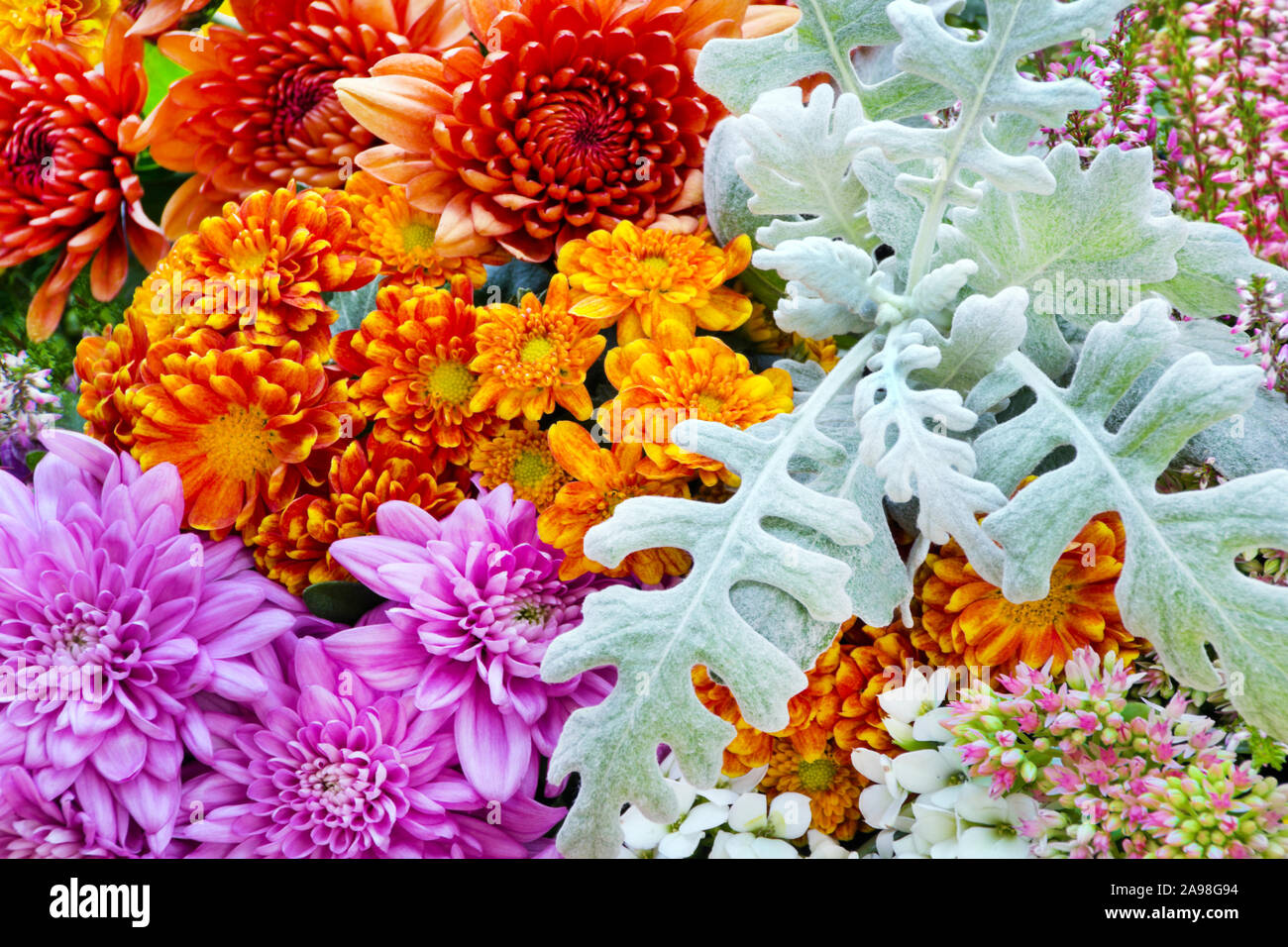 Range of flower types hi-res stock photography and images - Alamy