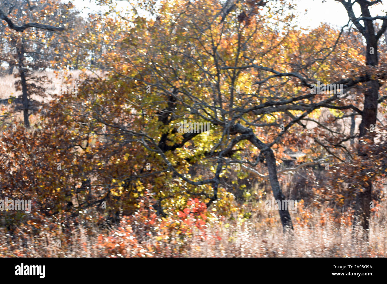 Woolaroc ranch hi-res stock photography and images - Alamy