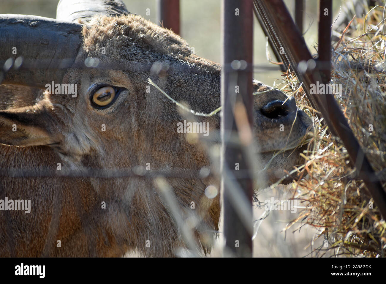 Woolaroc ranch hi-res stock photography and images - Alamy