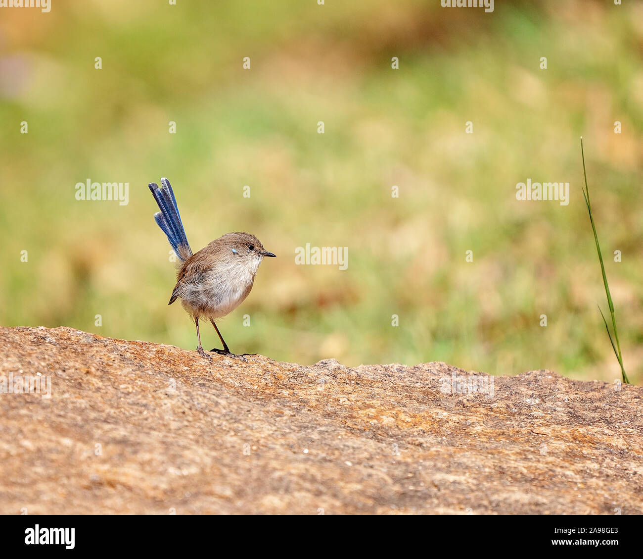 Wren Flying High Resolution Stock Photography and Images - Alamy