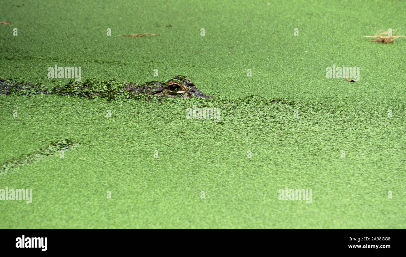 American alligator eyes hi-res stock photography and images - Alamy