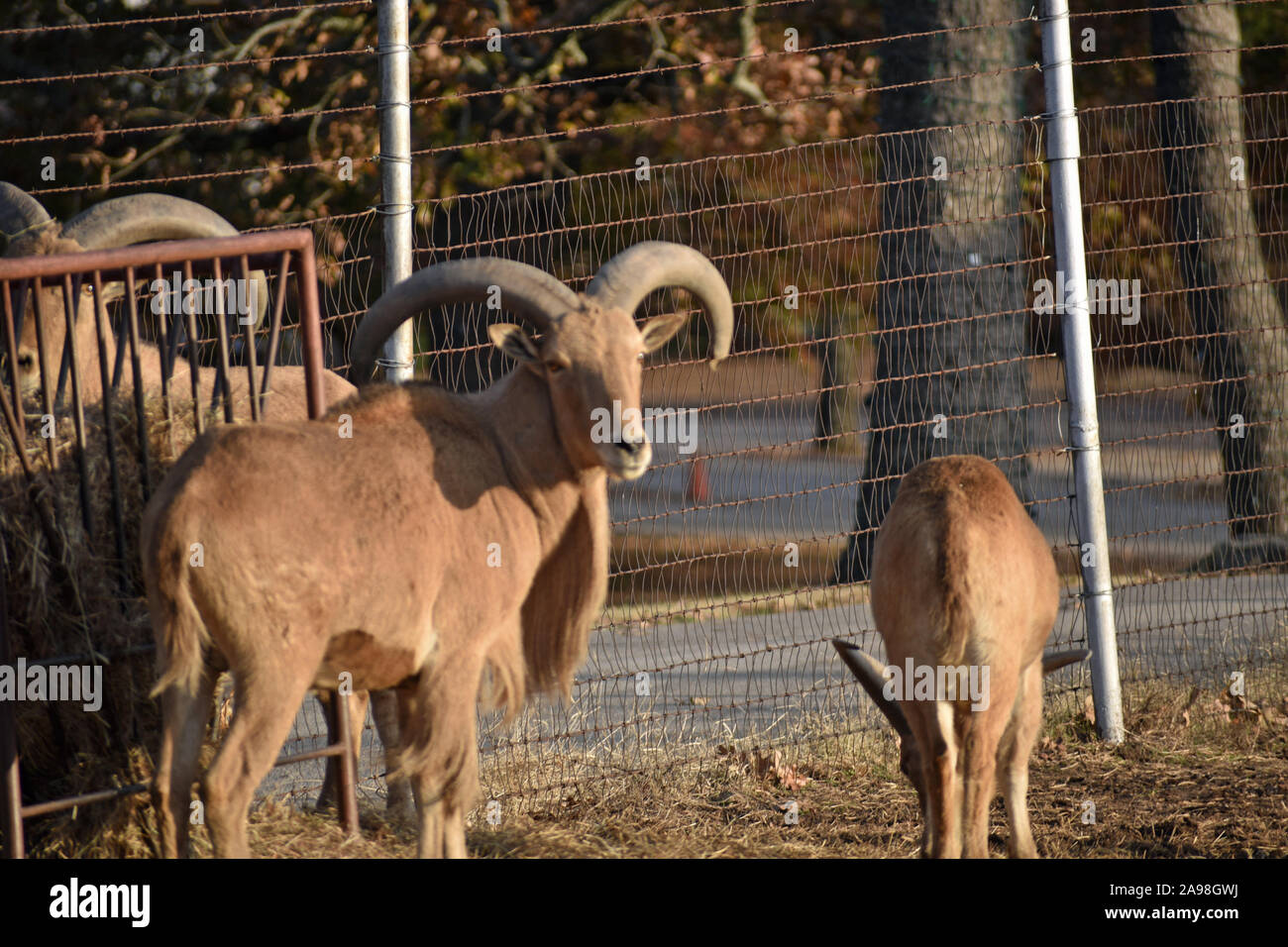 Woolaroc ranch hi-res stock photography and images - Alamy