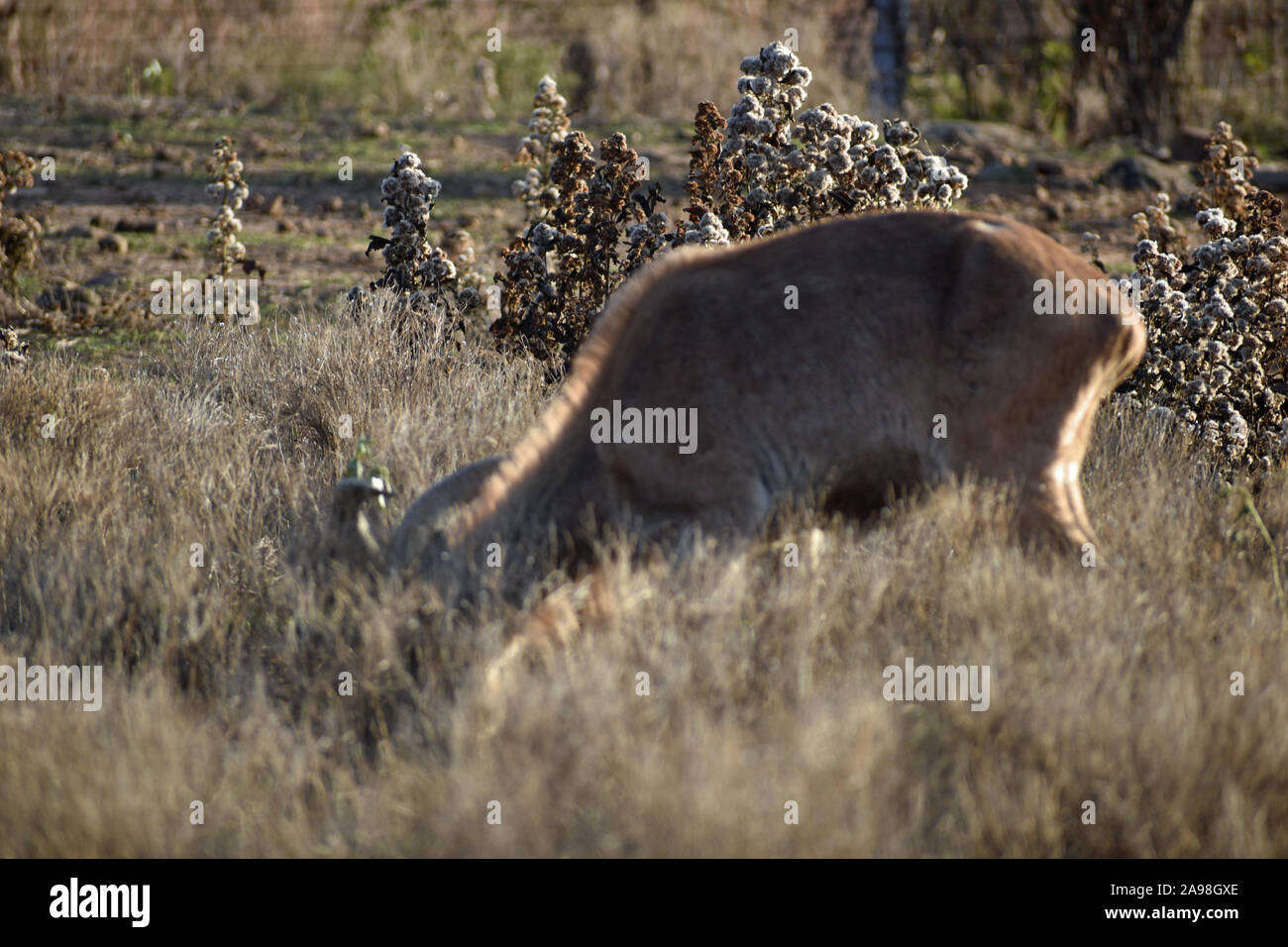 Woolaroc ranch hi-res stock photography and images - Alamy