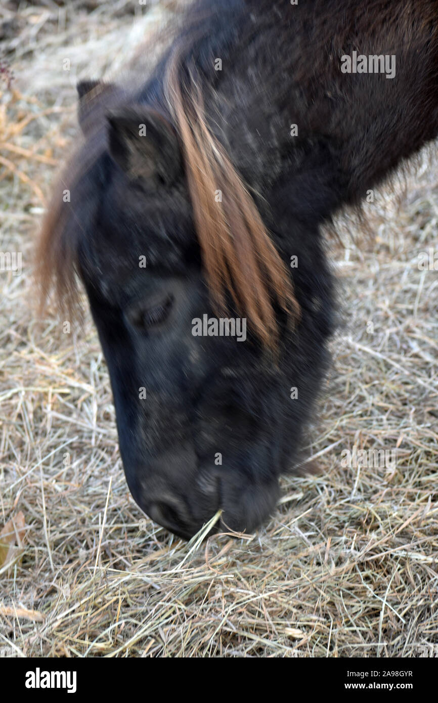 Shetland calf hi-res stock photography and images - Alamy