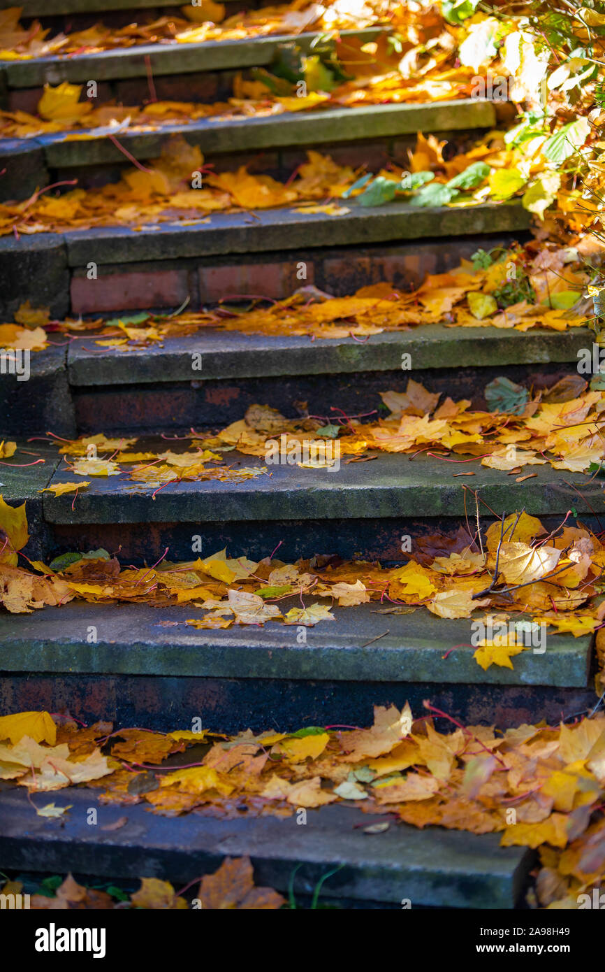 Fallen leaves making steps dangerous in Stockton Heath, Cheshire ...