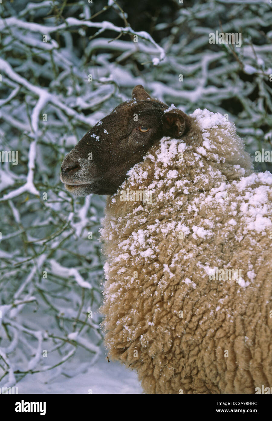 Suffolk cross sheep hi-res stock photography and images - Alamy