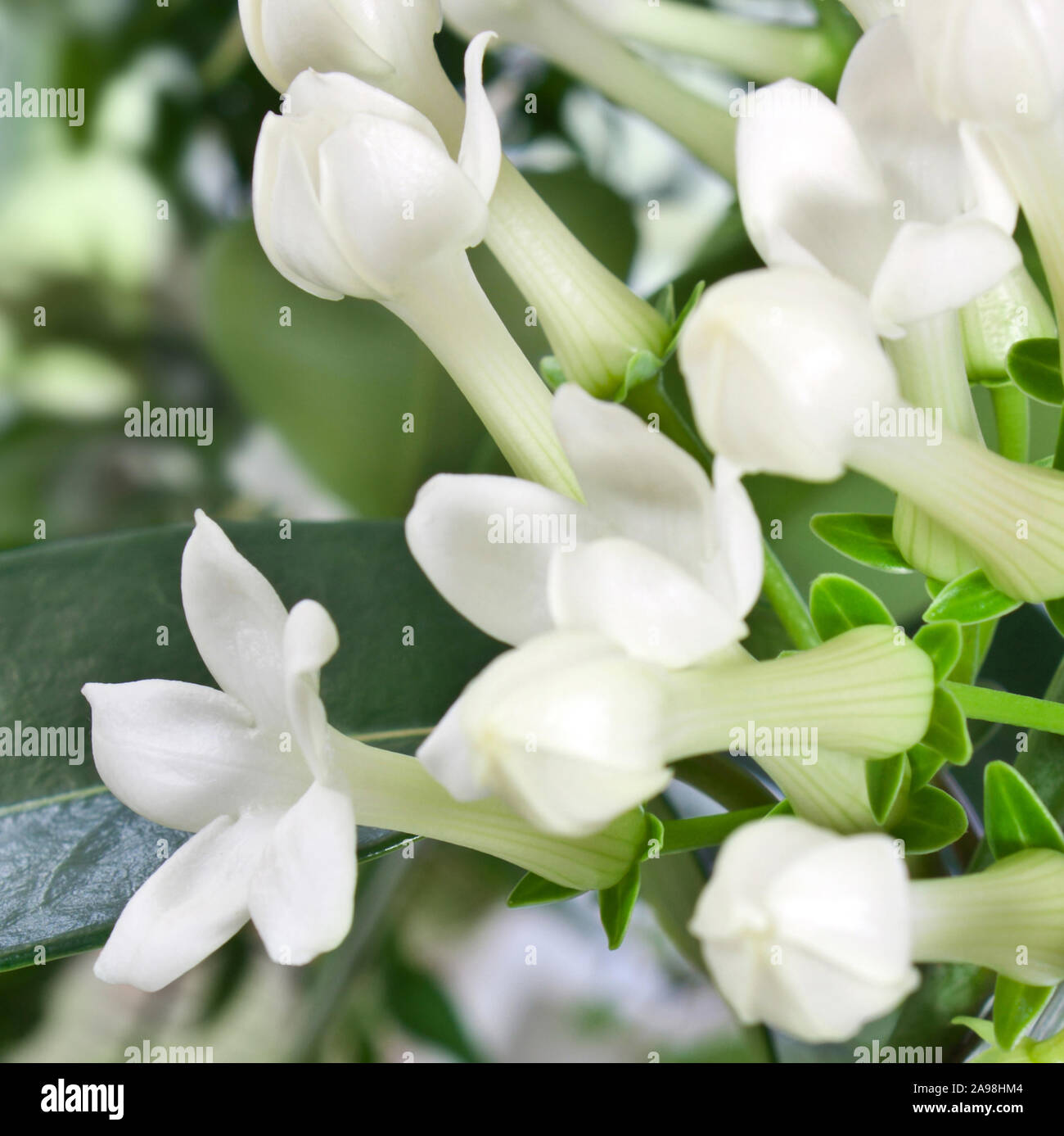 Jasmin blooms hi-res stock photography and images - Alamy