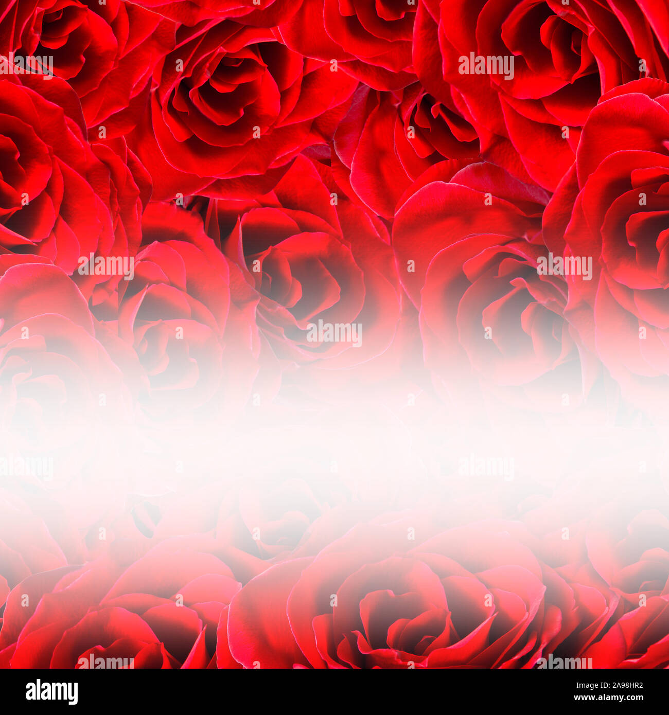 Red roses background Stock Photo - Alamy
