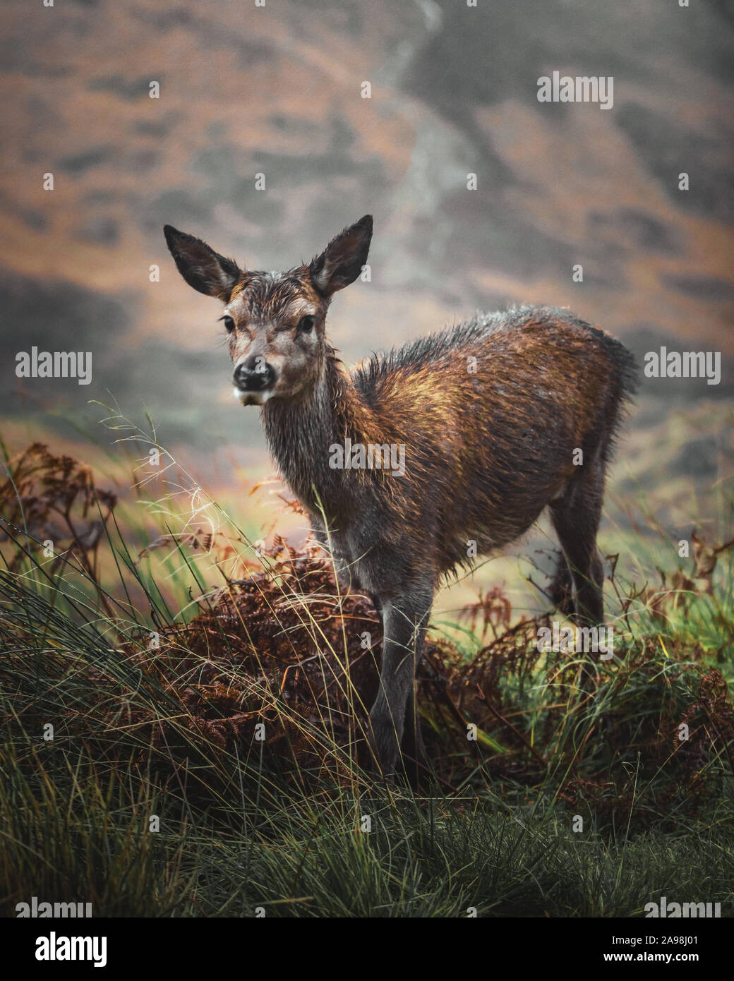 Another monarch hi-res stock photography and images - Alamy