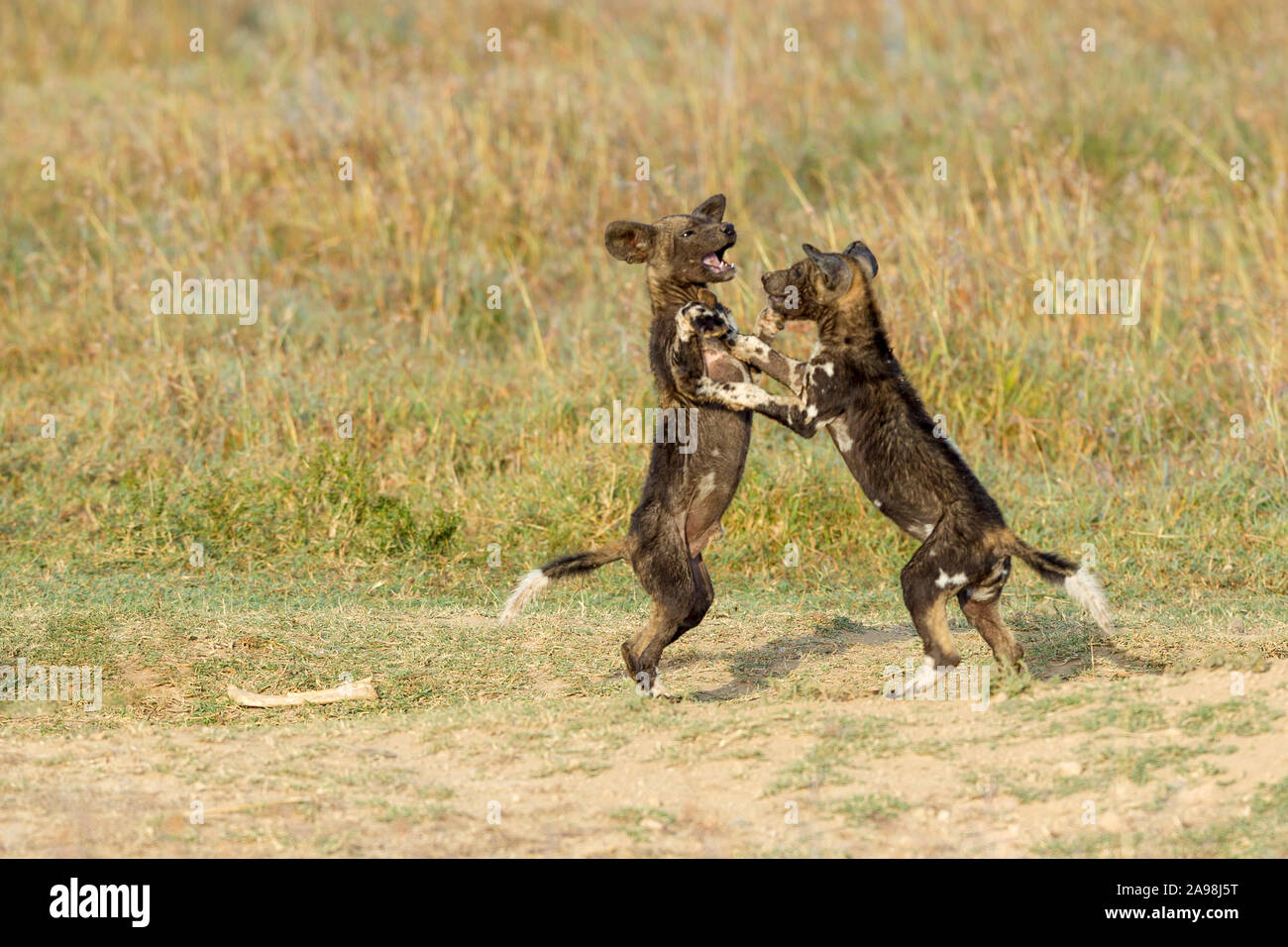 Two wild dog pups playing and jumping up on hind legs outside their den ...