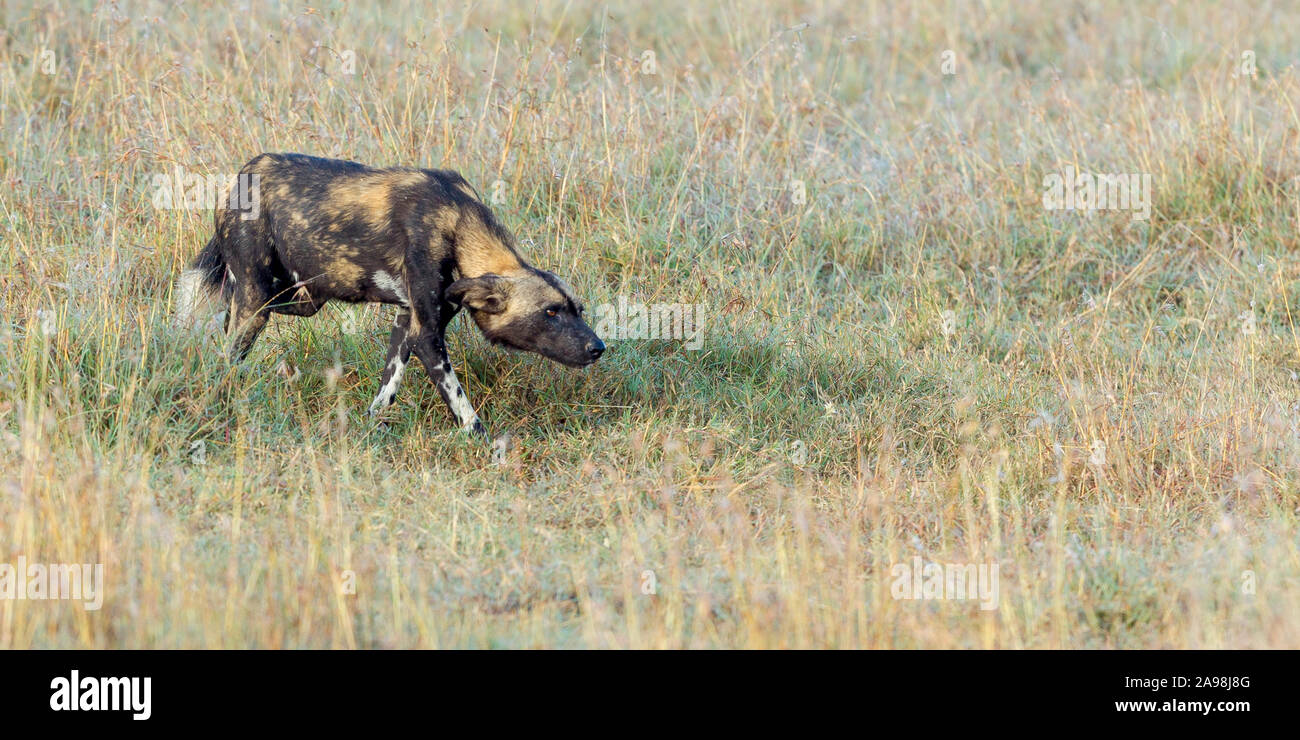 An adult wild dog retuning to the den with food, head down, wide ...