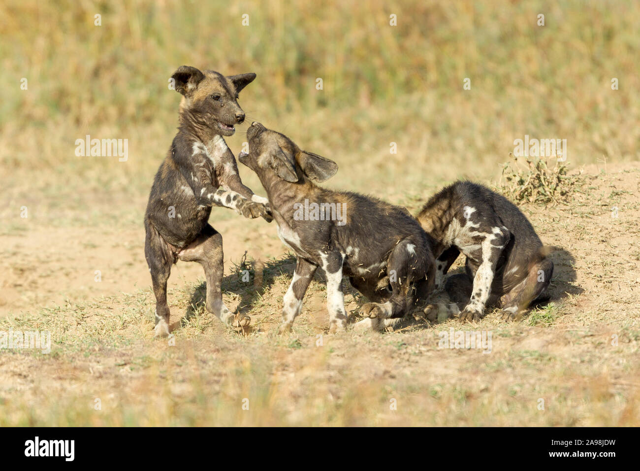 Three wild dog pups playing and fighting outside their den, landscape ...