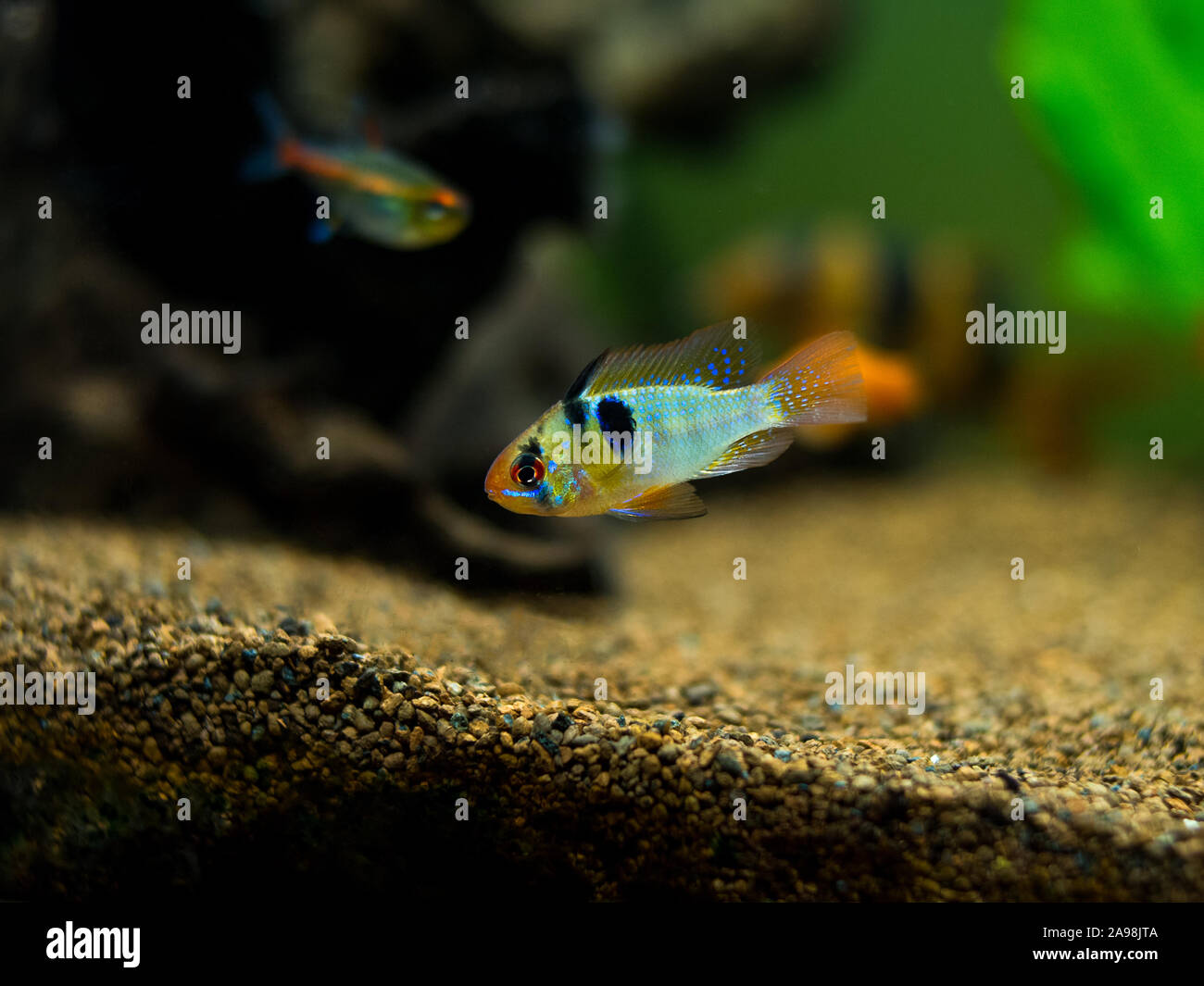 ram cichlid (Mikrogeophagus ramirezi) in a fish tank Stock Photo - Alamy