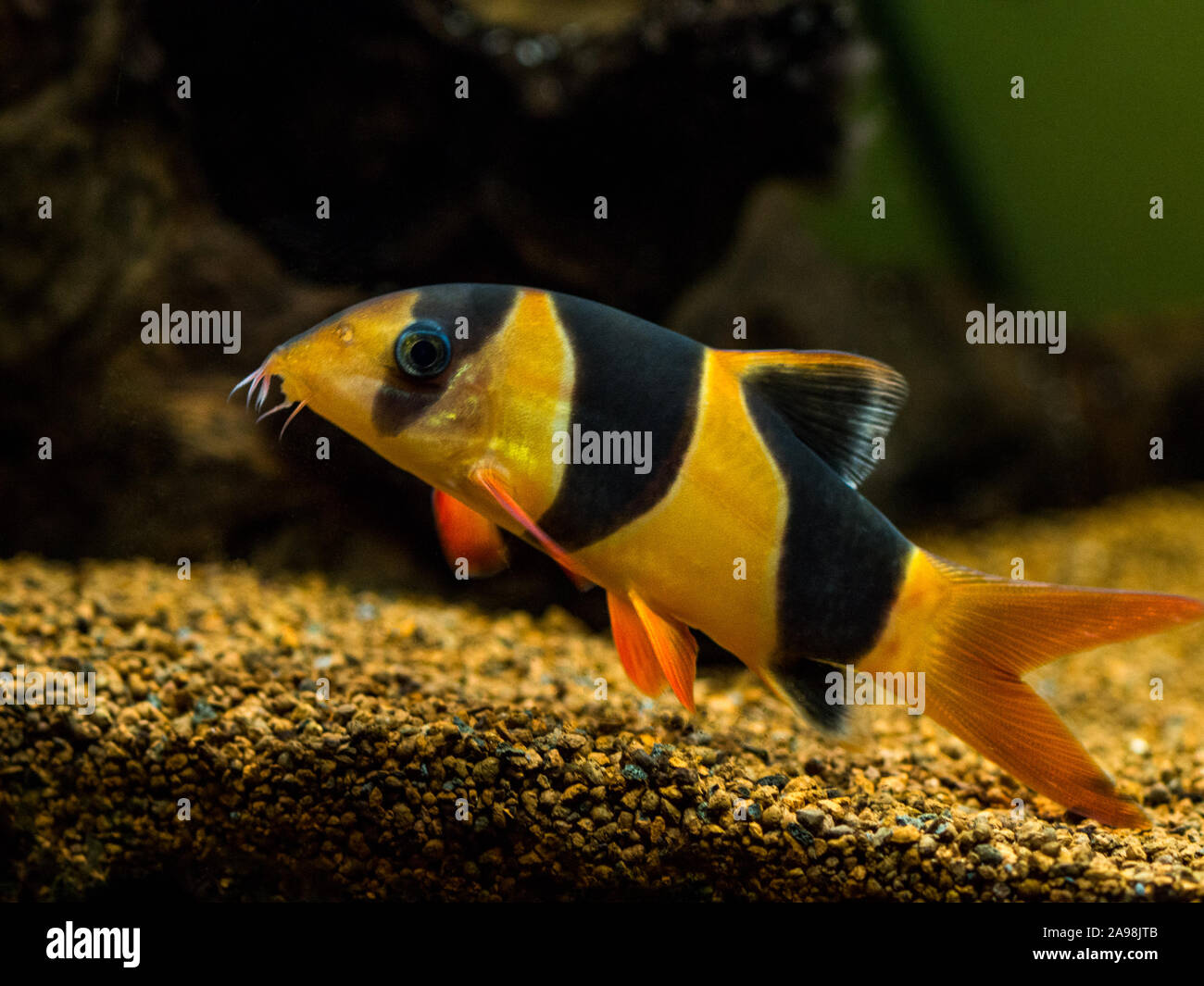 Large clown loach in fish tank (Chromobotia macracanthus Stock Photo ...