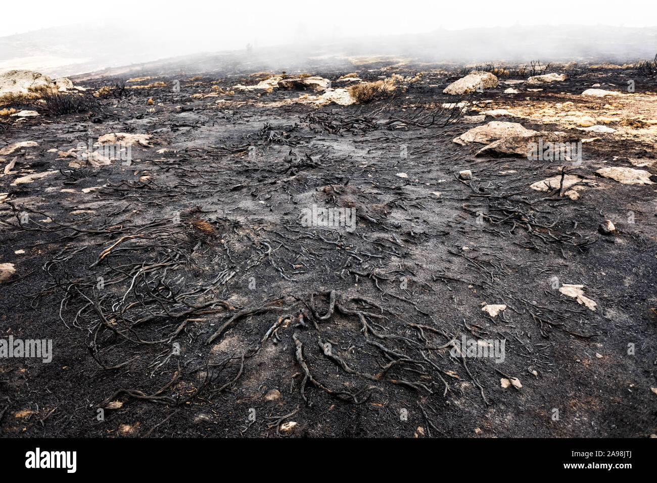 Remains of a forest fire with burned scrub Stock Photo - Alamy