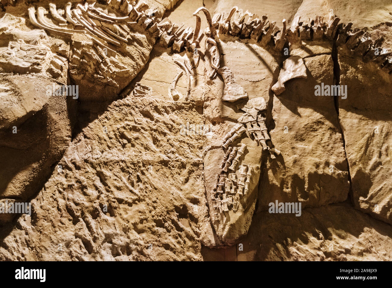 False fossils on the walls of a museum Stock Photo - Alamy
