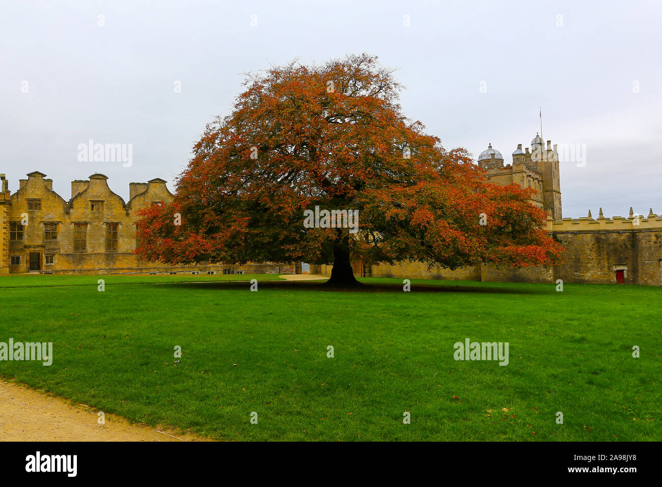English beech tree hi-res stock photography and images - Alamy