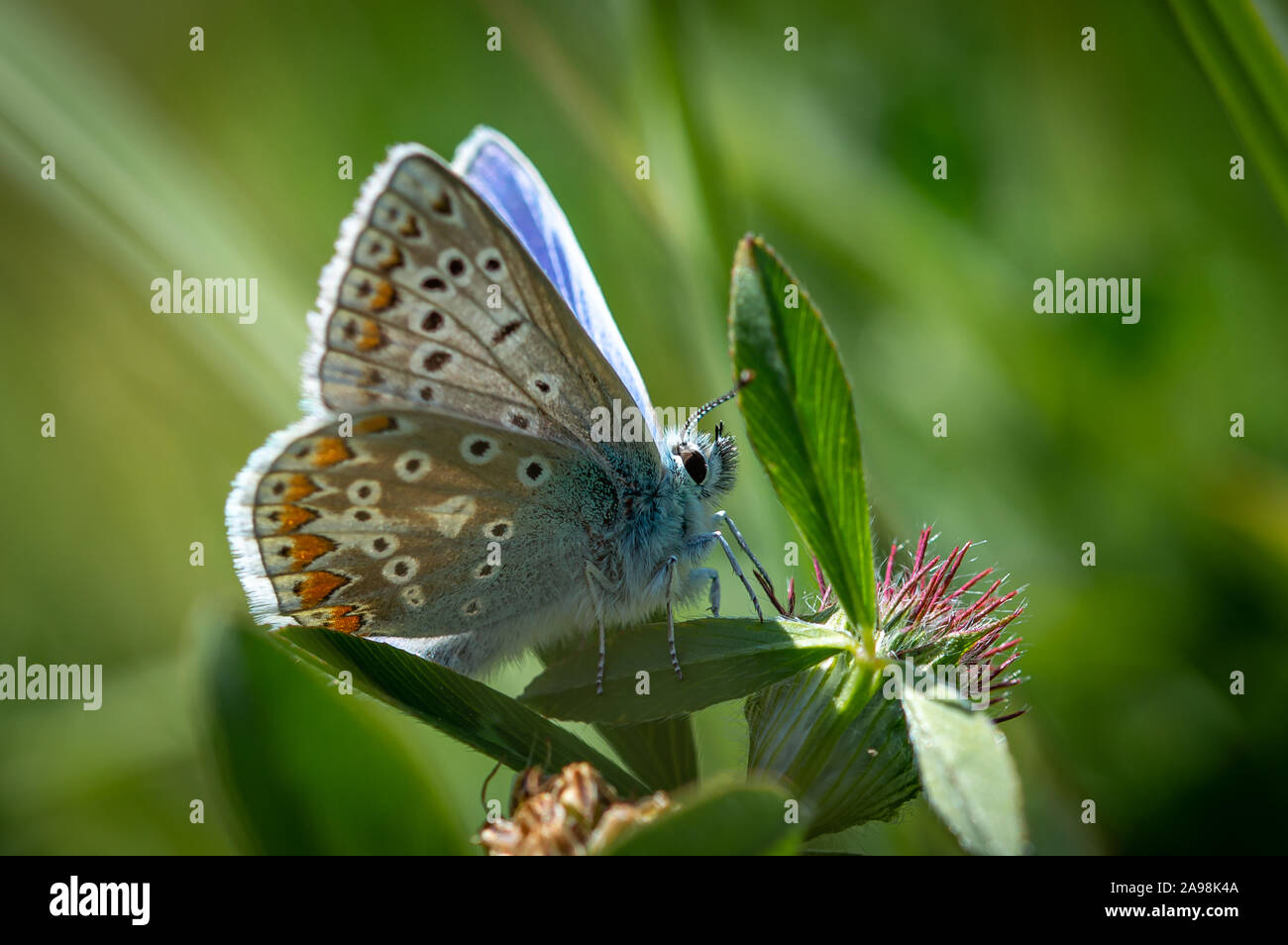 Common Blue butterfly with sunlight shining through its wings Stock ...