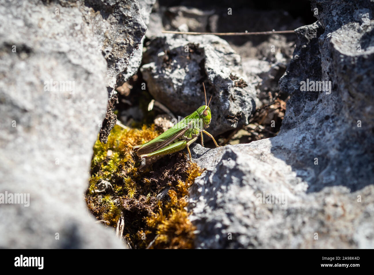 Grasshopper in limestone environment Stock Photo - Alamy