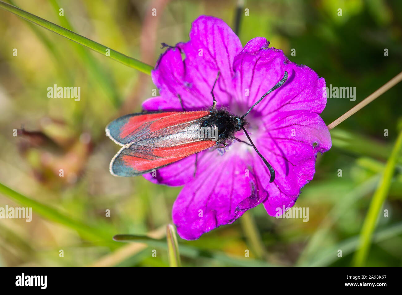 Transparent Burnet moth on Cranes'-bill flower Stock Photo - Alamy