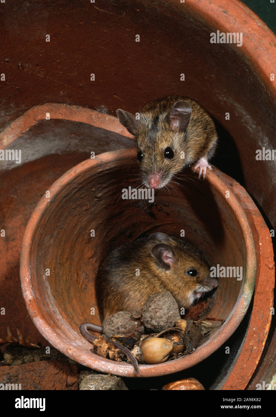 Long tailed field mouse uk hi-res stock photography and images - Alamy
