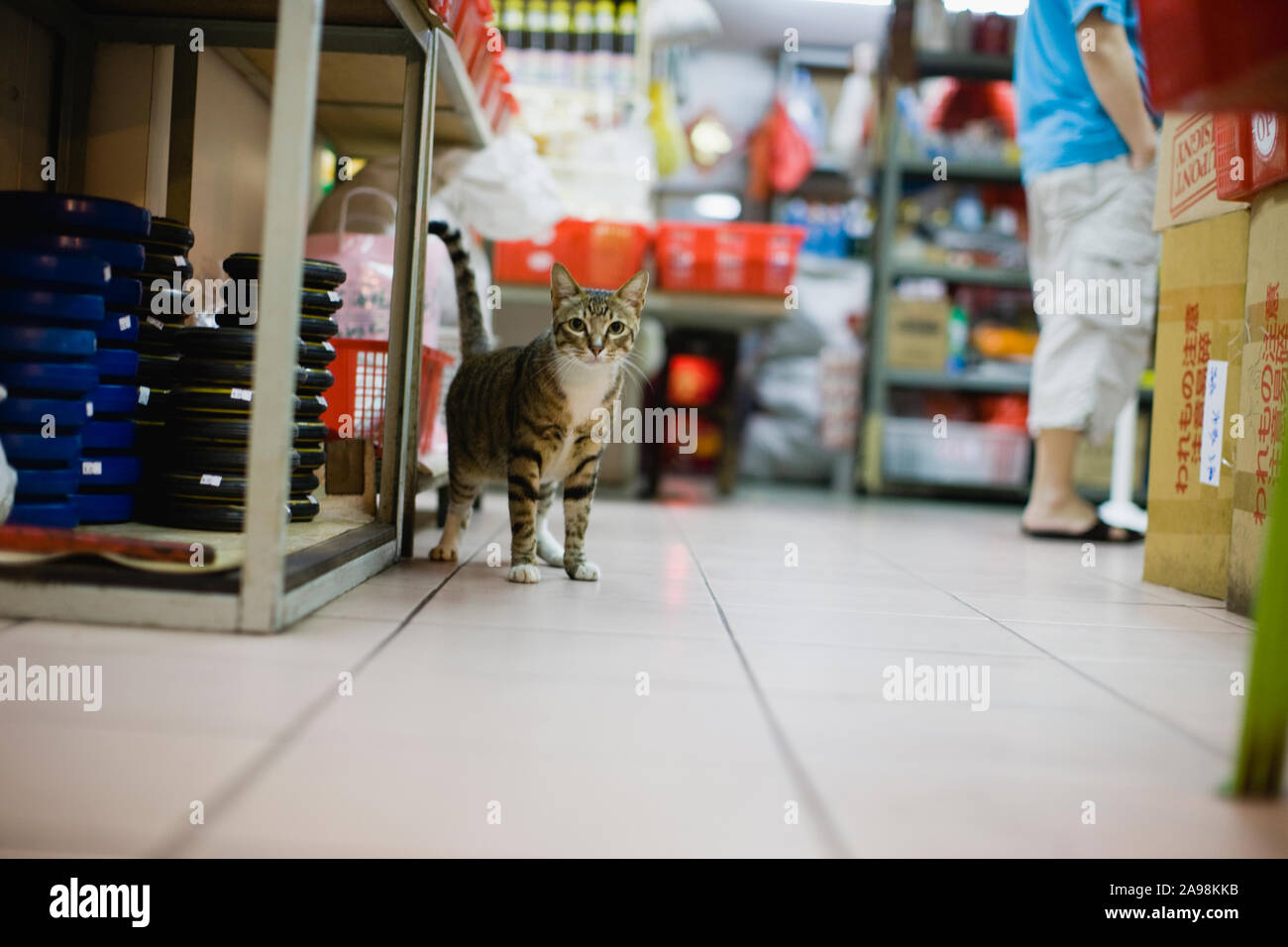 Cat standing inside a city store Stock Photo - Alamy