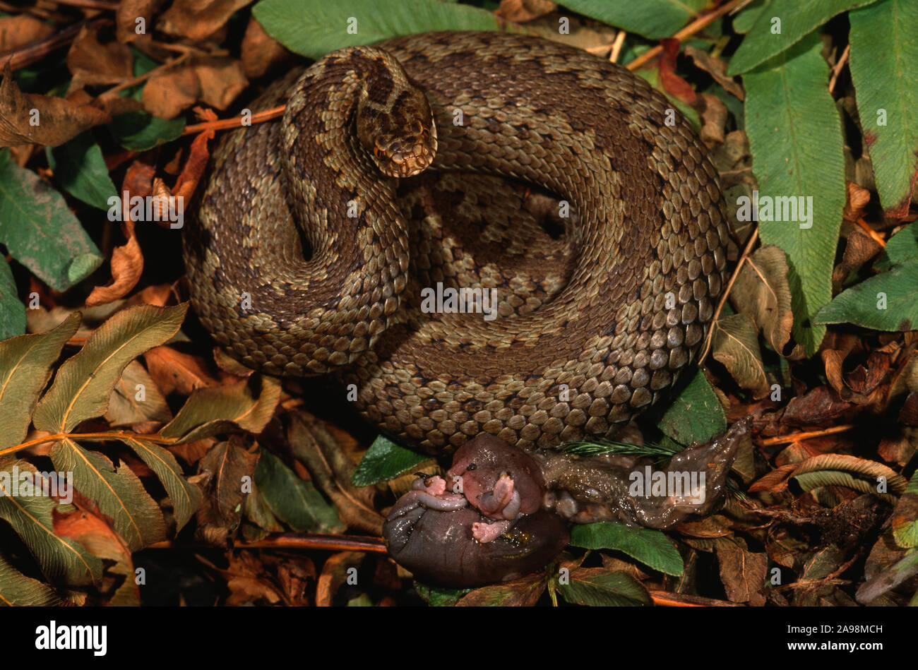 Female death adder hi-res stock photography and images - Alamy