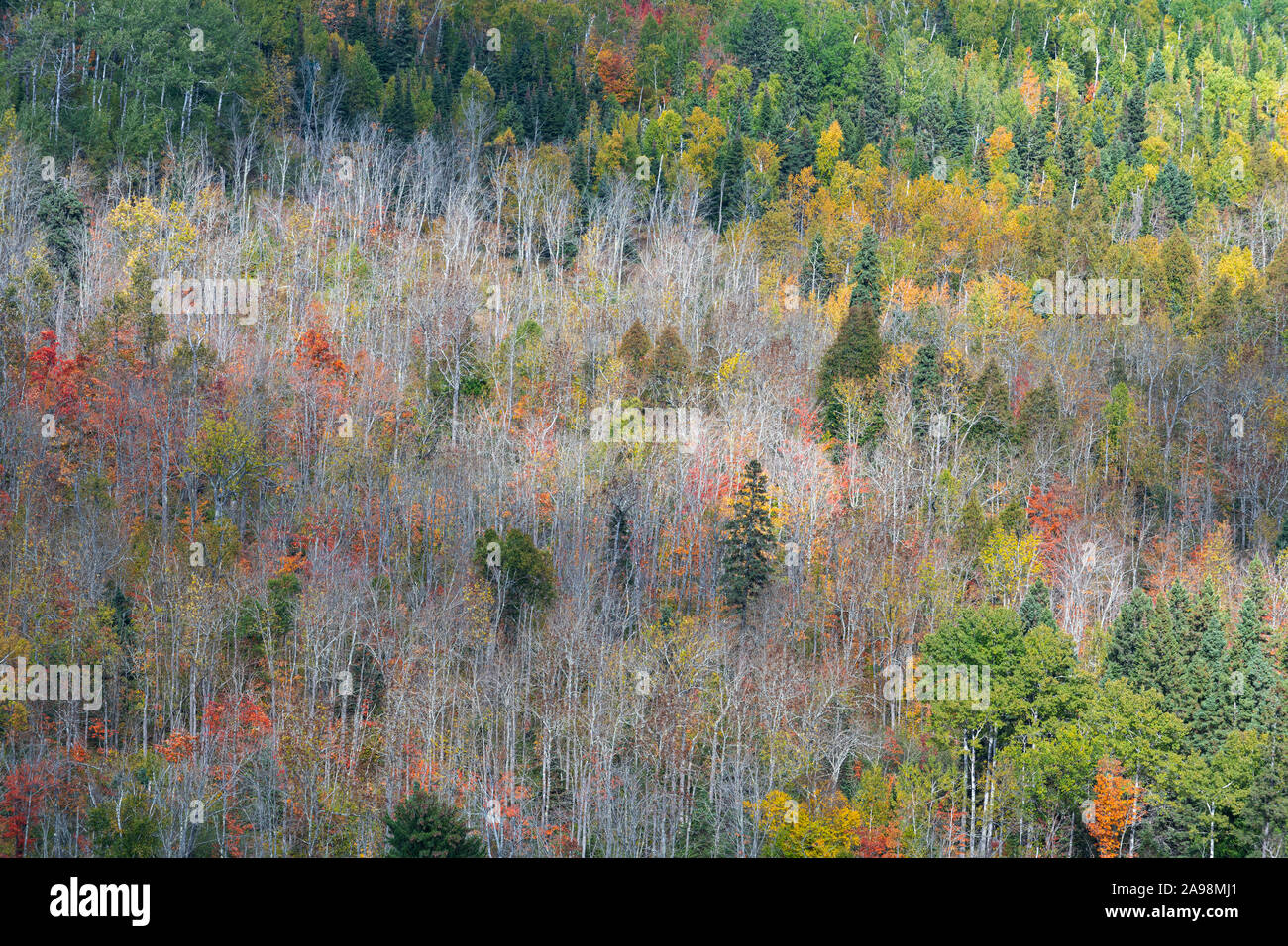 Mixed Coniferous Deciduous forest, late fall, Mystery Lookout ...