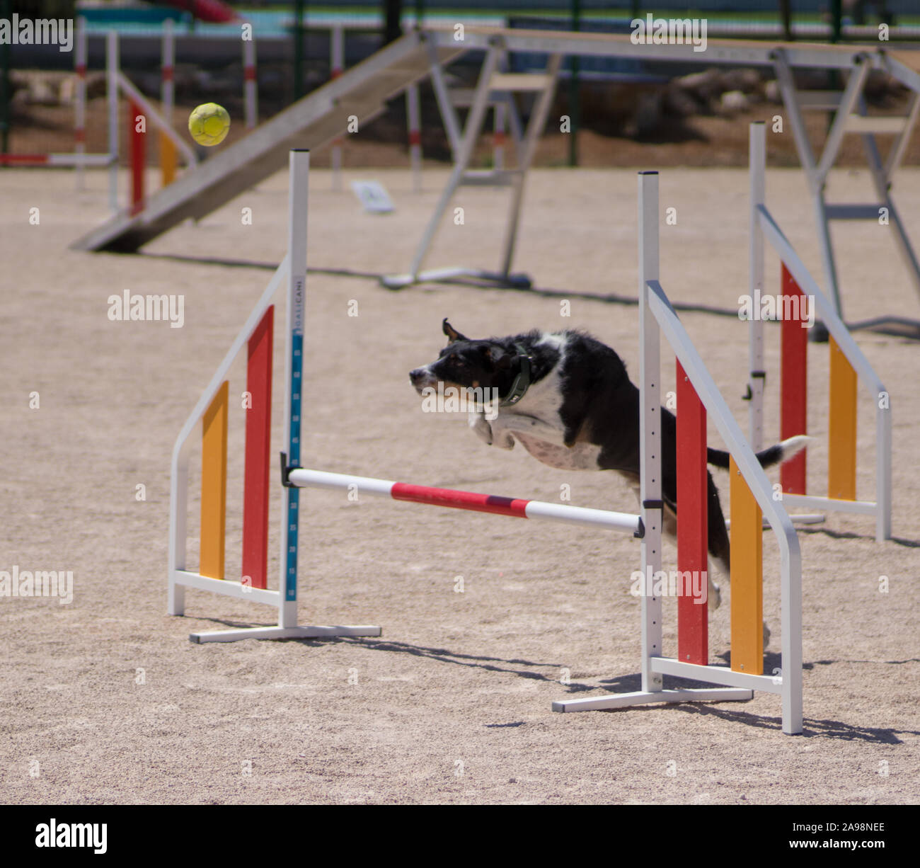 dog jumping and running practicing agility sport Stock Photo - Alamy