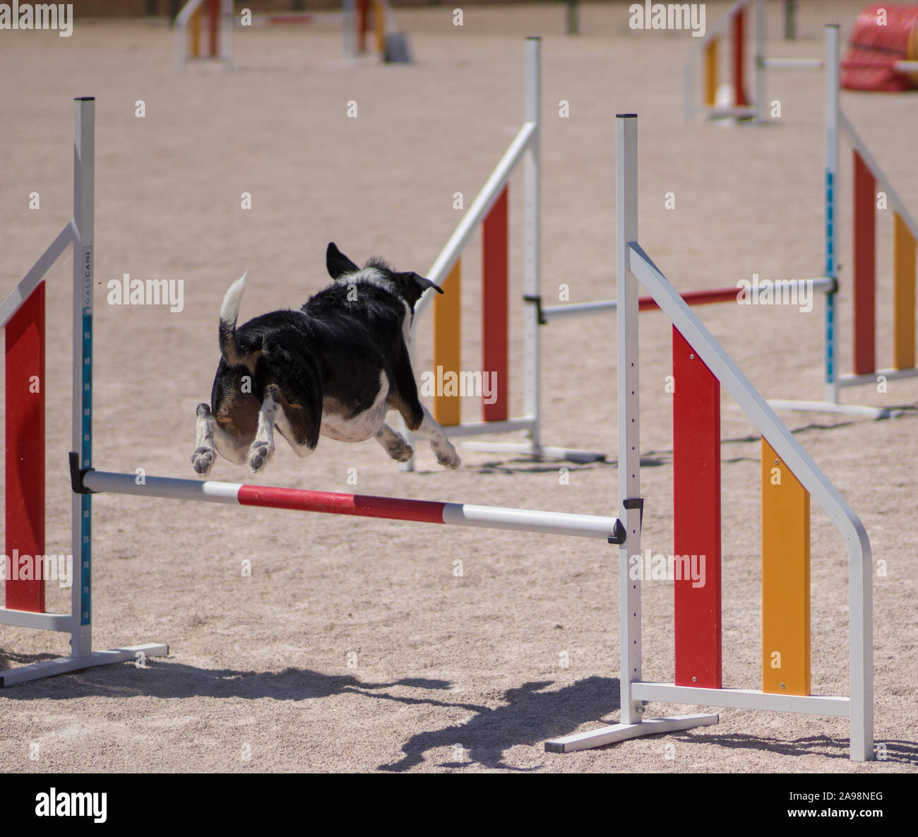 dog jumping and running practicing agility sport Stock Photo - Alamy