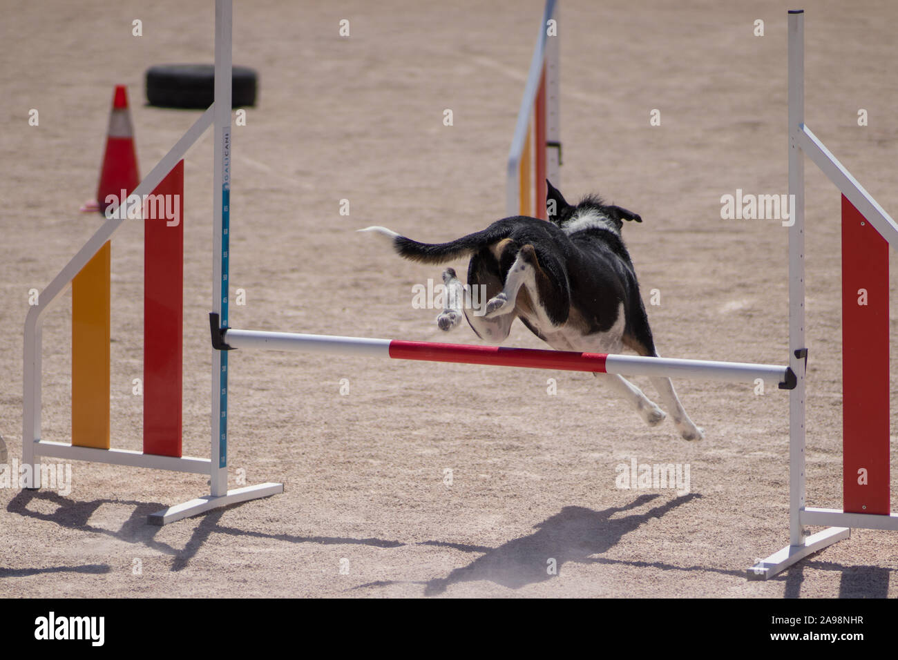 dog jumping and running practicing agility sport Stock Photo - Alamy