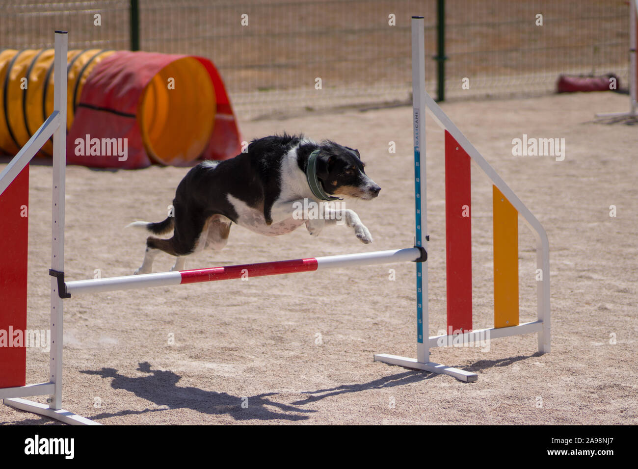 dog jumping and running practicing agility sport Stock Photo - Alamy