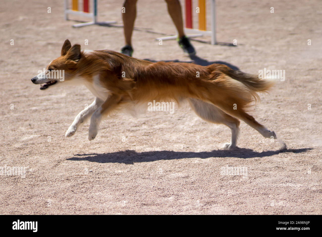 dog jumping and running practicing agility sport Stock Photo - Alamy