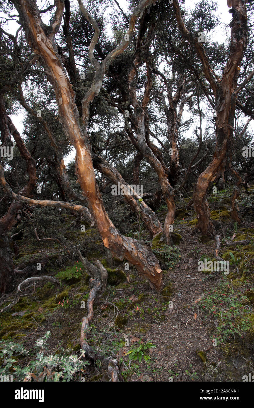 The Polylepis forest at 4350 meters in Chimborazo Reserve is one of ...