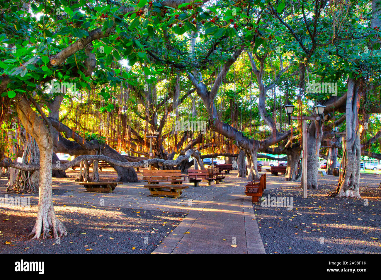 World famous Banyan Tree in downtown Lahain on Maui Stock Photo - Alamy