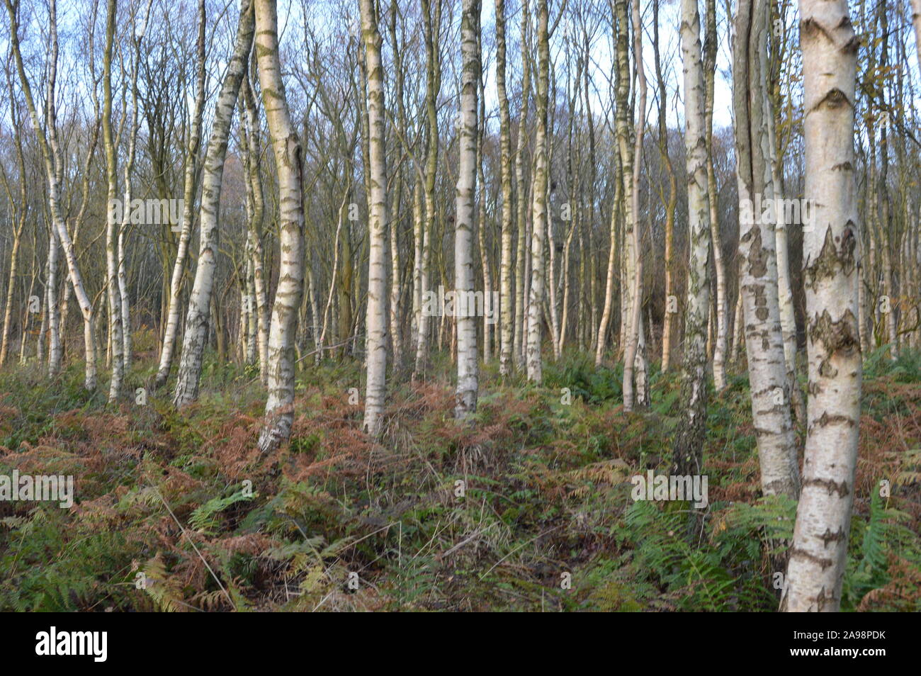Beautiful birch trees on a Frosty November day at Bishop's Wood, Magus ...