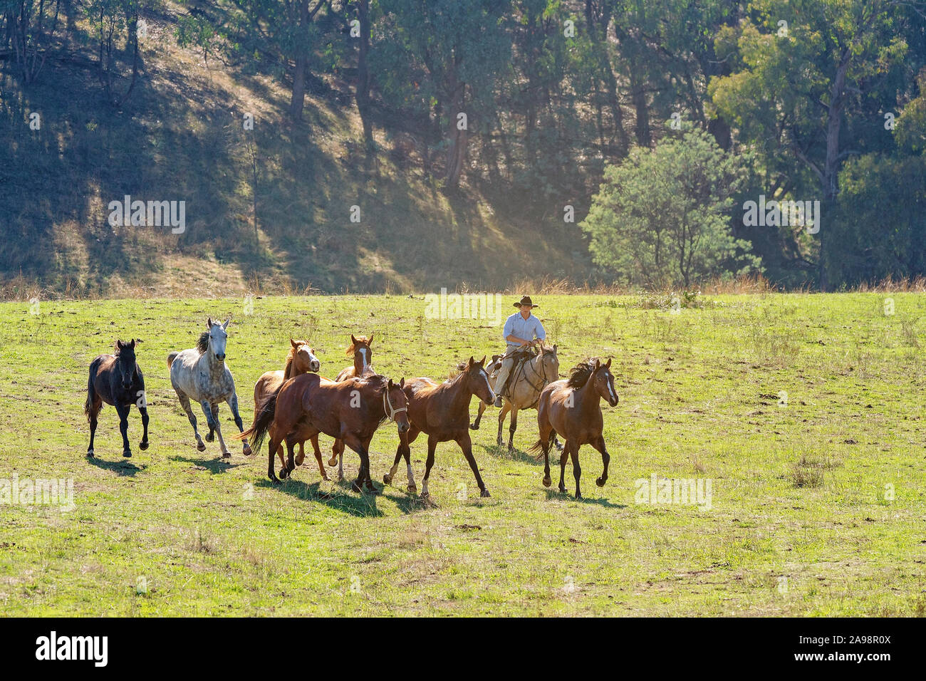 CORRYONG, VICTORIA, AUSTRALIA - APRIL 5TH 2019: The Man From Snowy ...