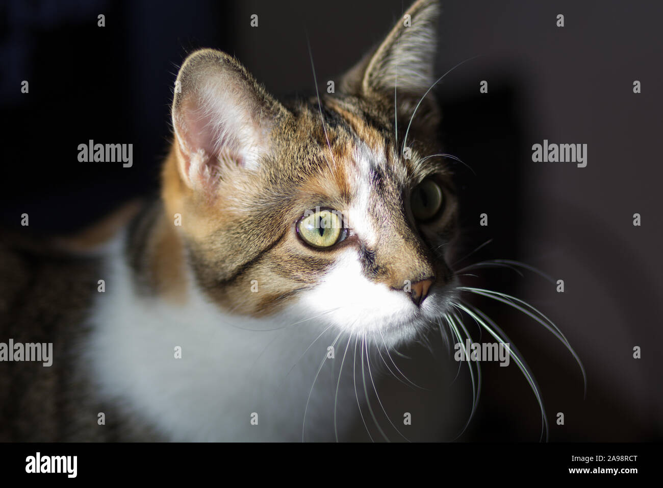 Beautiful calico cat profile, curious with perky whiskers Stock Photo ...