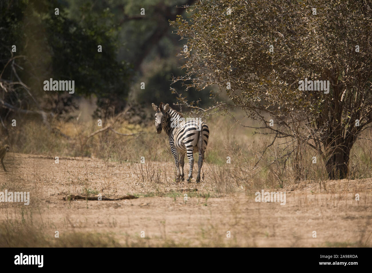 One full right left portrait hi-res stock photography and images - Alamy
