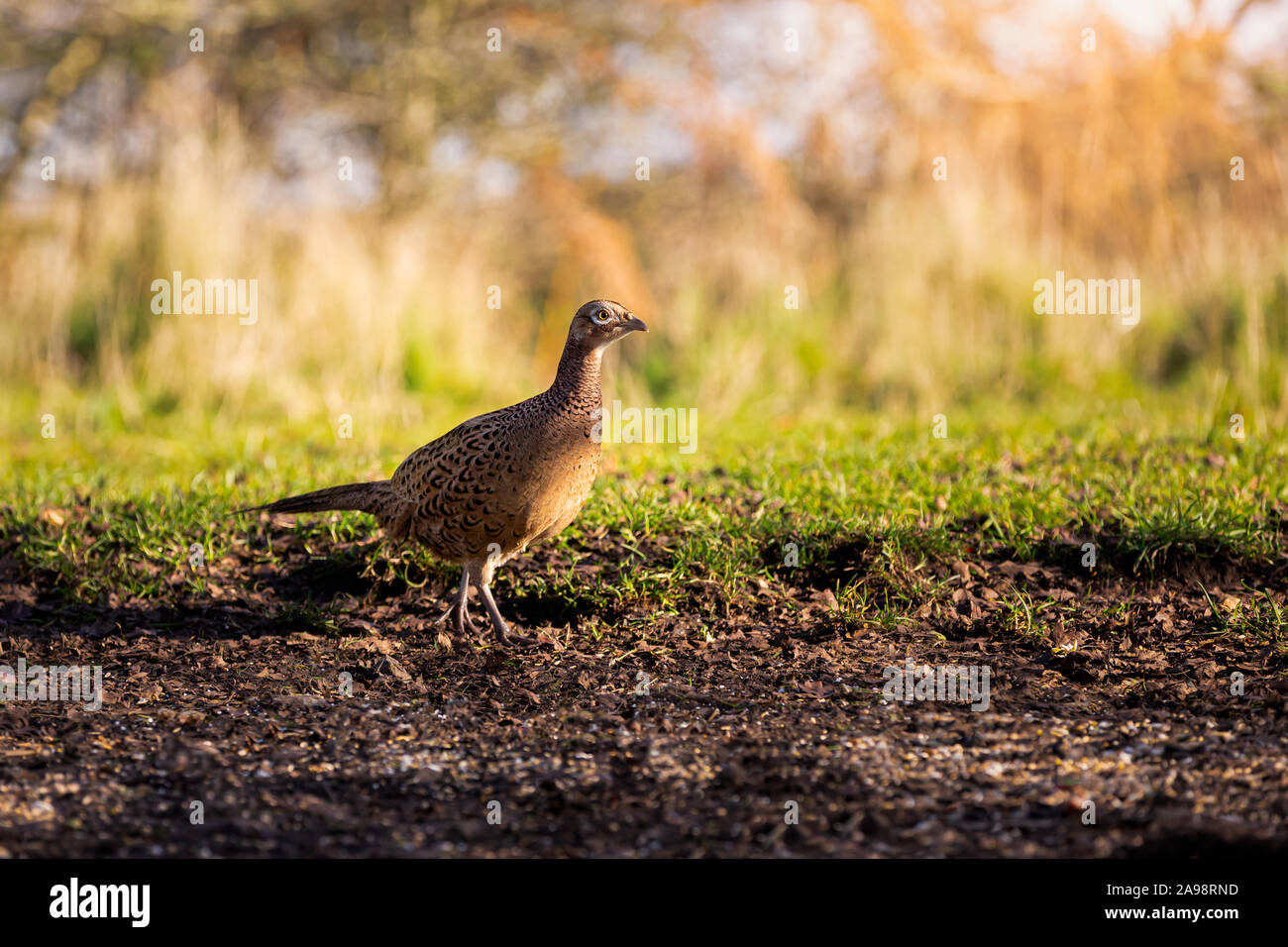 Young pheasant hi-res stock photography and images - Alamy