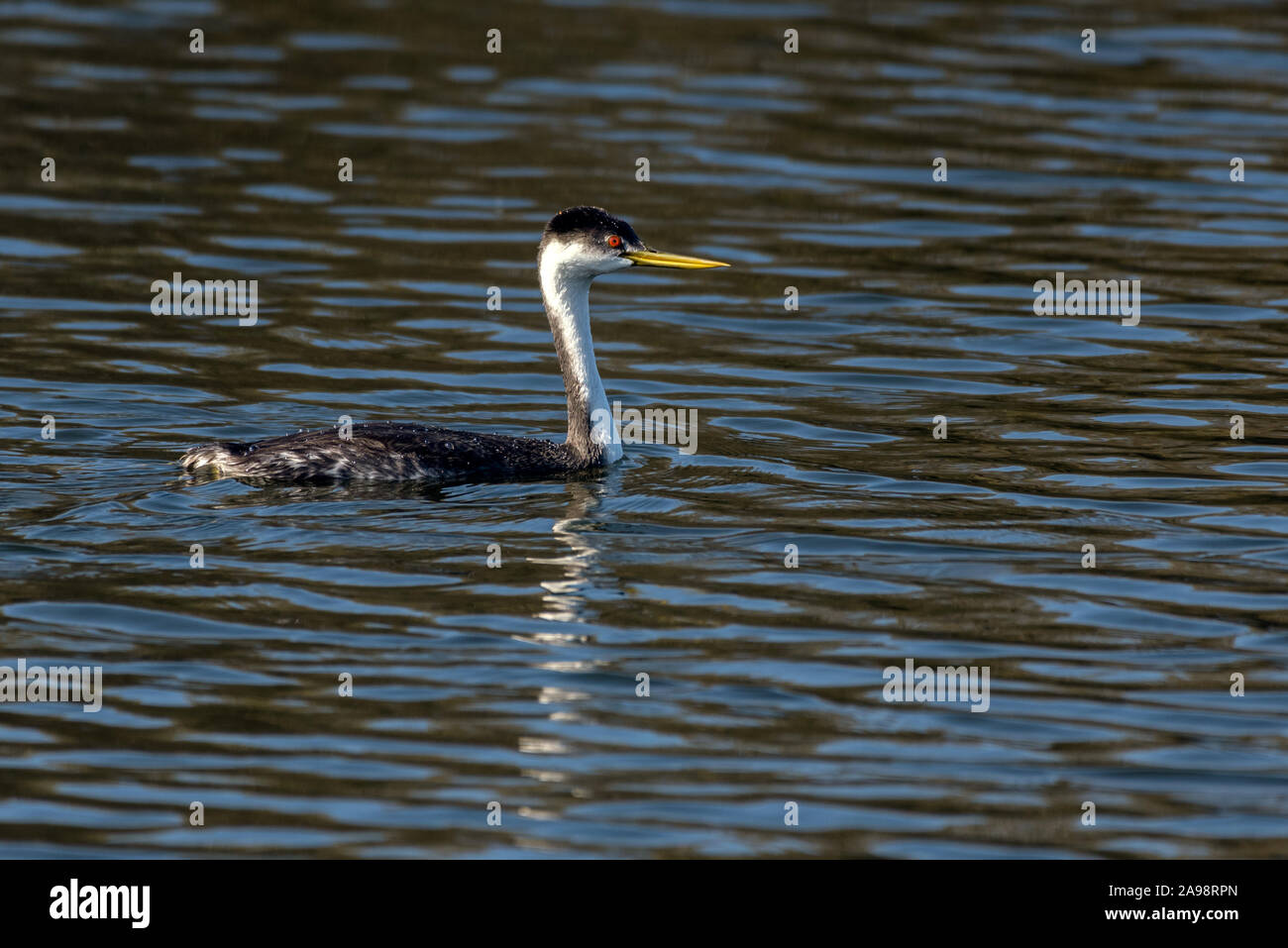 Estuary birds hi-res stock photography and images - Alamy