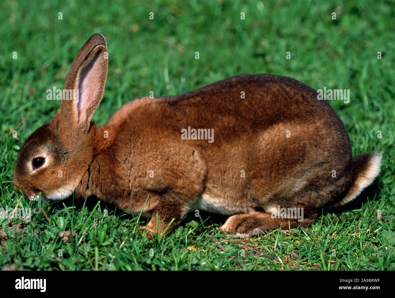 REX RABBIT domestic breed grazing grass. Typical fur, or pelage, coat ...