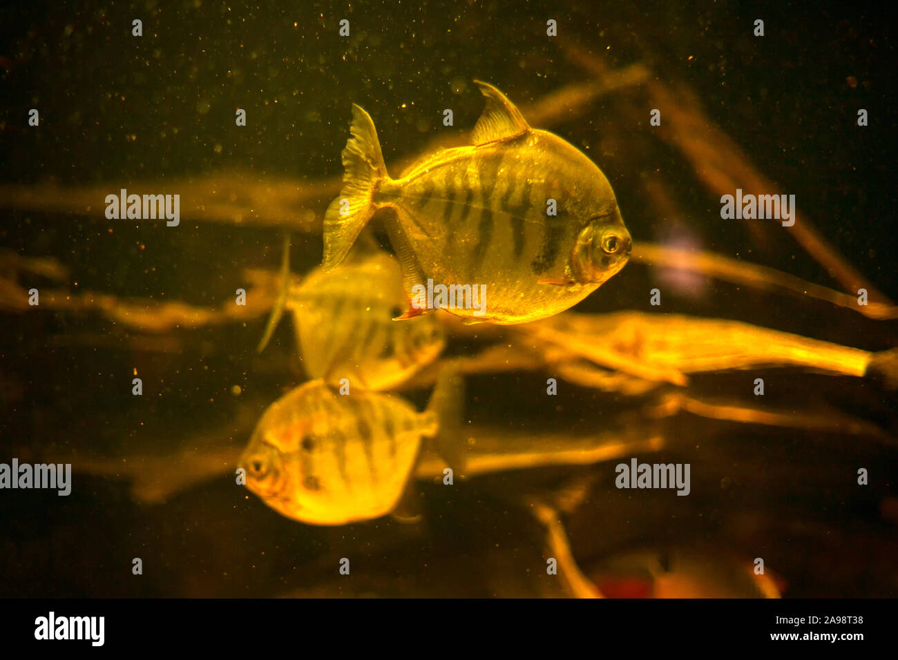 exotic fish in deep river water Stock Photo - Alamy