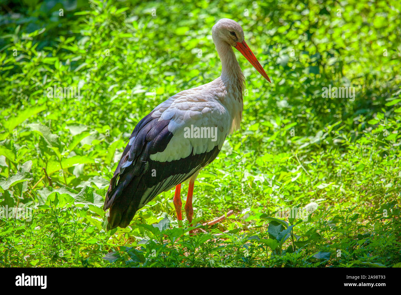 wild stork standing on the green meadow Stock Photo - Alamy