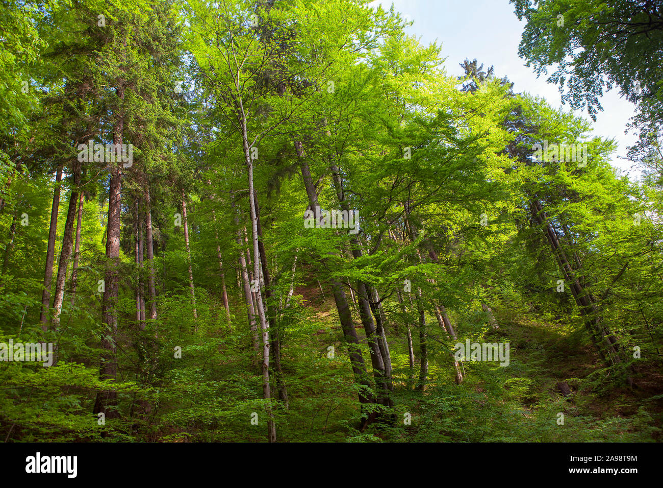 tall trees in the tropical forest Stock Photo - Alamy