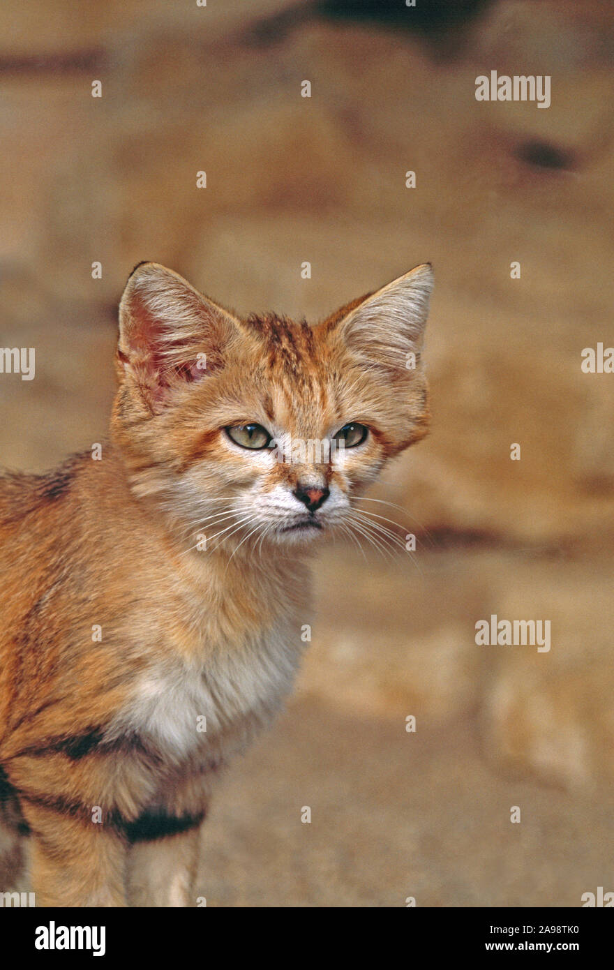 SAND CAT (Felis margarita). Captive animal. Sahara desert. Marwell Zoo ...